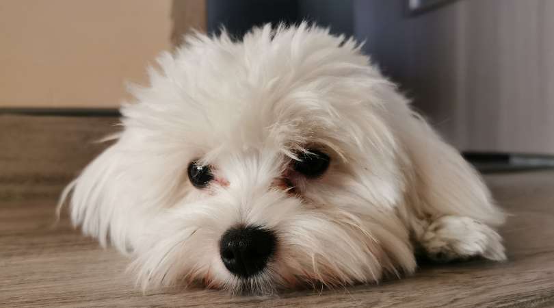 Crate Training Tips for Maltese Puppies: A Step-By-Step Guide! - The ...