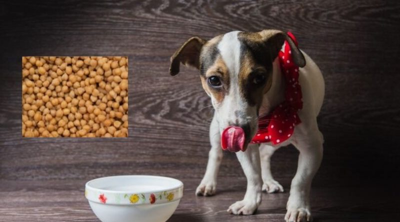 Can dogs eat chickpeas? - The Great Pets