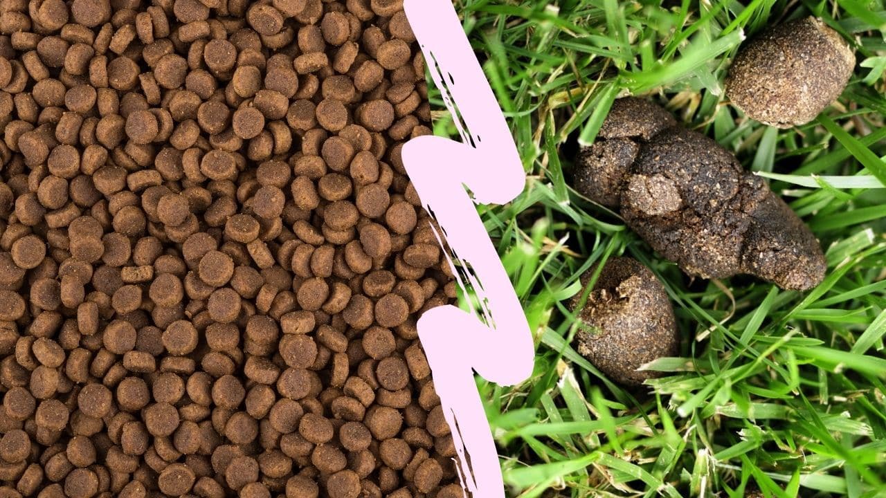 Best Dog Food For Firm Stools Review In 2024 The Great Pets Best Dog Food For Firm Stools Review In 2024 The Great Pets