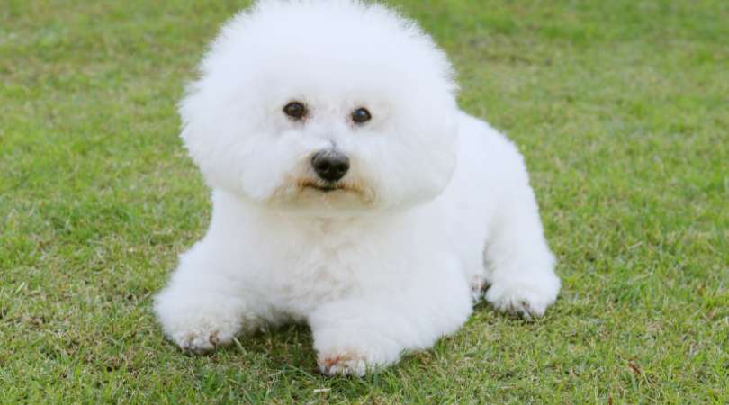 Best Dog Food For Bichons Frises in 2023 - The Great Pets
