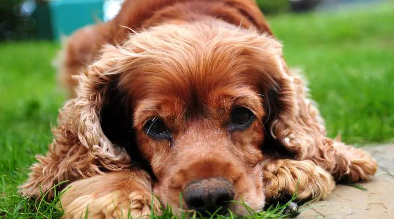 Best Dog Food For Cocker Spaniels in 2023 - The Great Pets