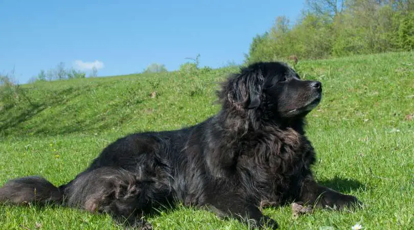 Best Dog Food For Newfoundlands in 2024 - The Great Pets
