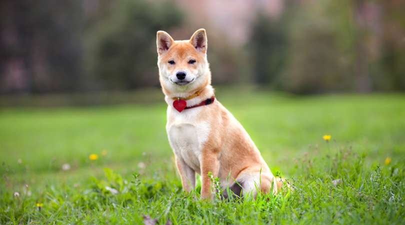 Best Dog Food For Shiba Inu in 2024 - The Great Pets