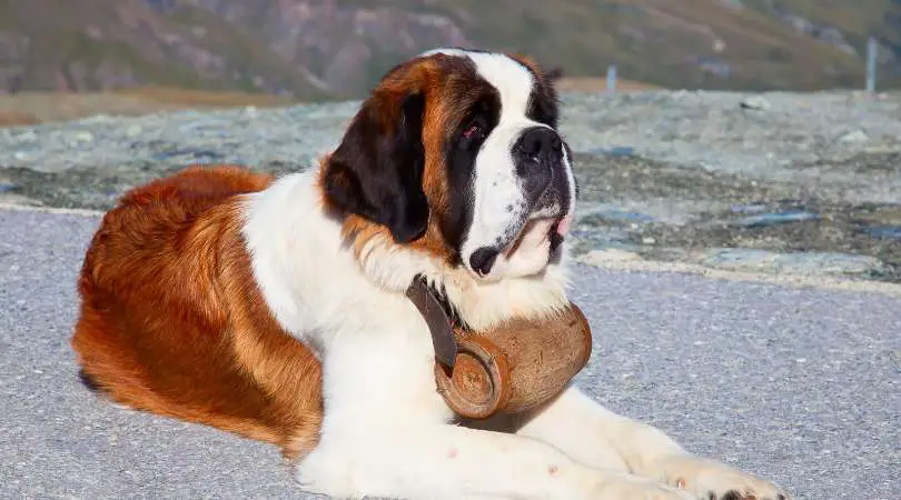 Best Dog Food For St. Bernards in 2024 - The Great Pets