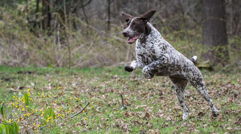 Feed Your GSP Puppy: Discover the Perfect Portion Sizes! - The Great Pets