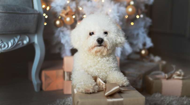 Master Your Bichon Frise with Expert Obedience Training Tips - The ...