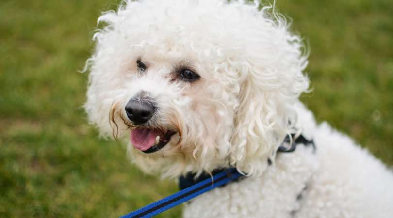 The Ultimate Guide to Crate Training Your Bichon Frisesx Puppy - The ...