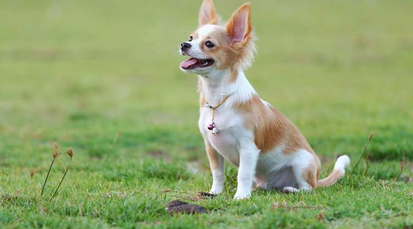 Train your Chihuahua puppy to stop biting: Easy tips! - The Great Pets